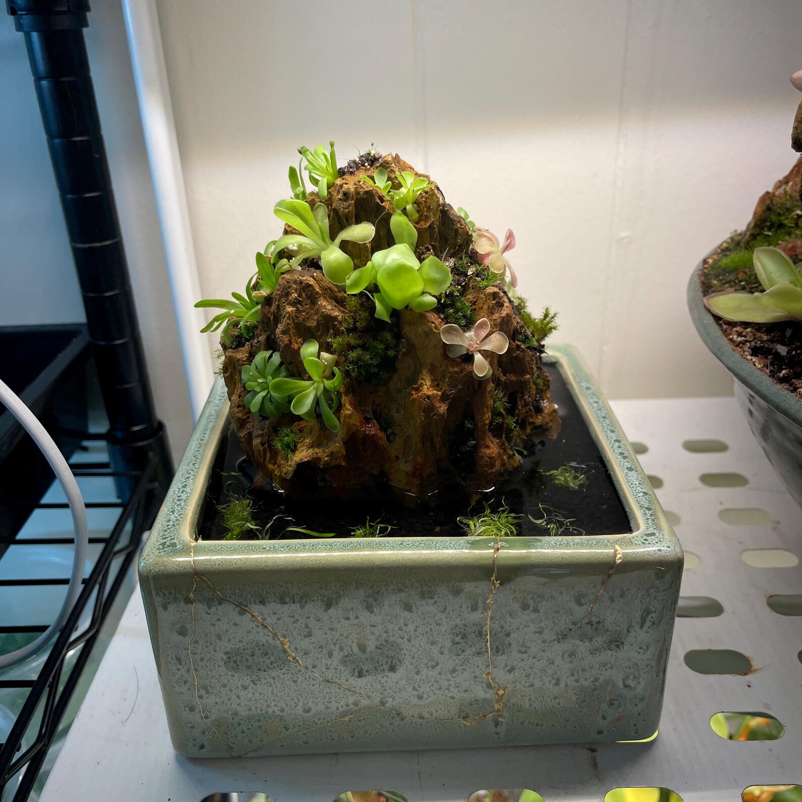 Pinguicula Rock Display Kit - Etsy