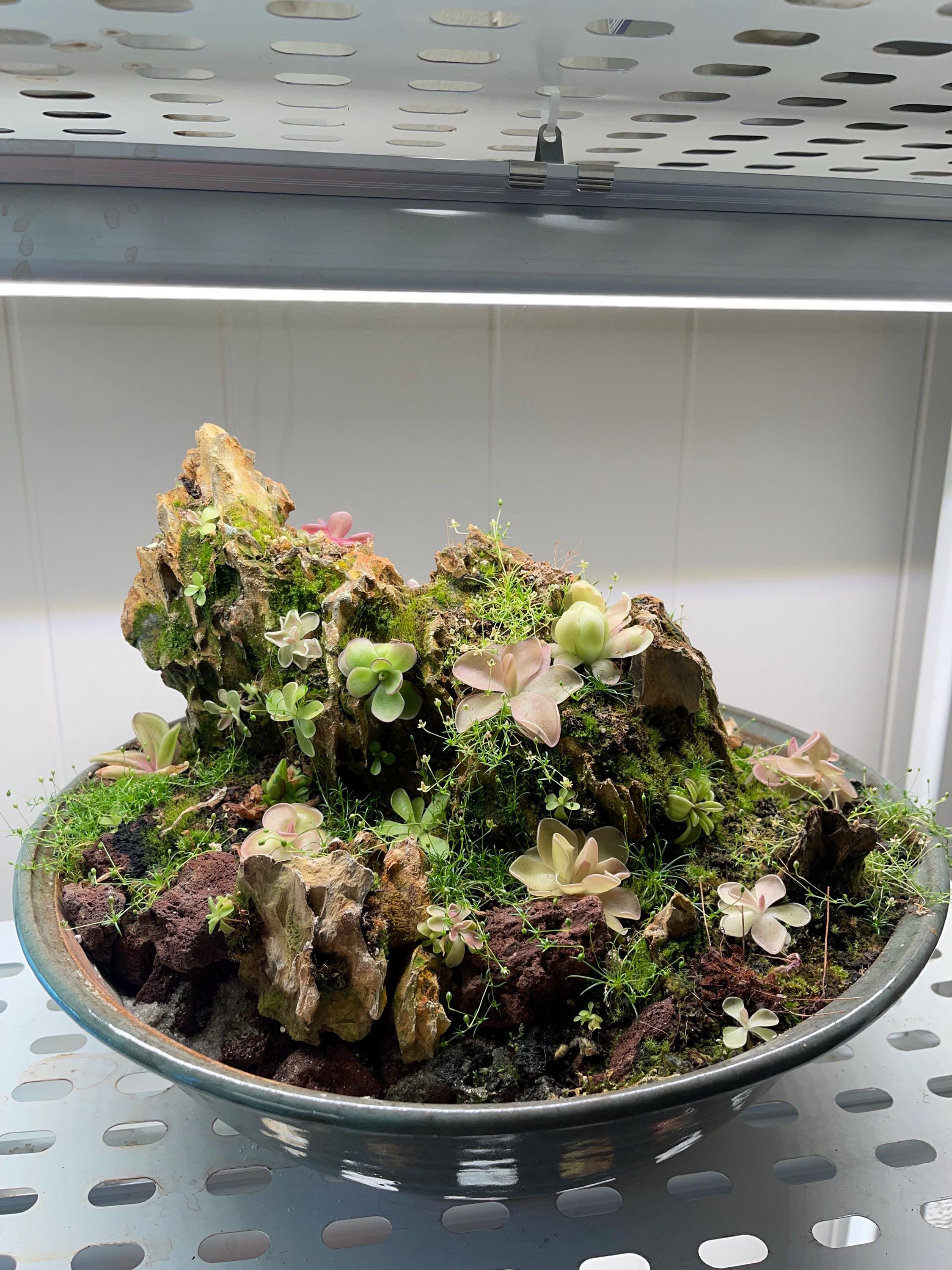 Pinguicula Rock Display Kit - Etsy