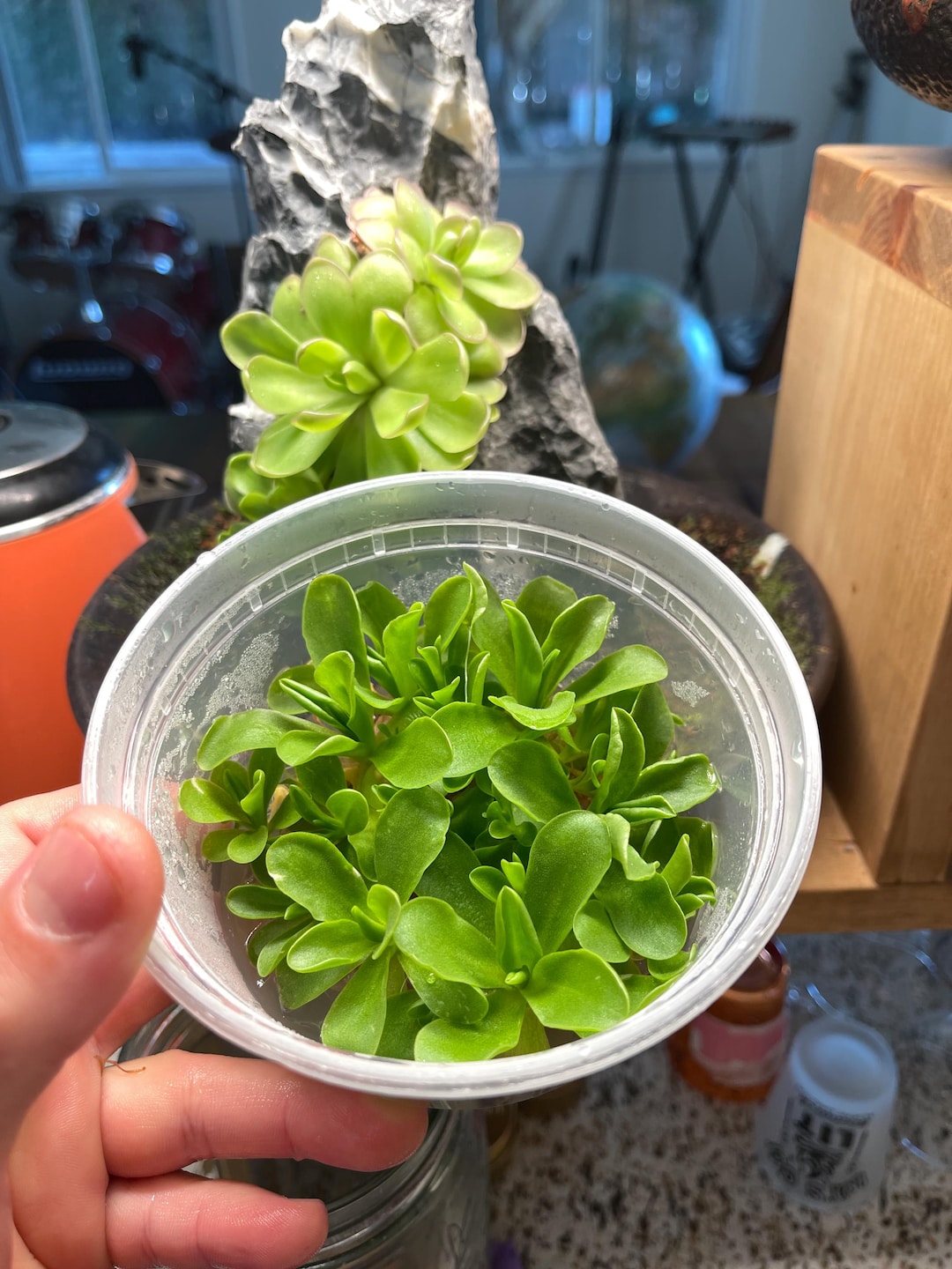 Pinguicula Razzberry Blonde - Tissue Culture, Large (12oz) Flask - Etsy