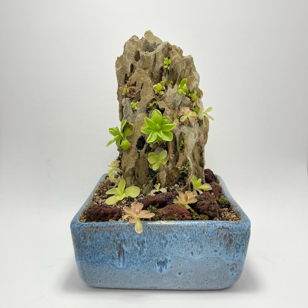 Pinguicula Rock Display Kit - Etsy