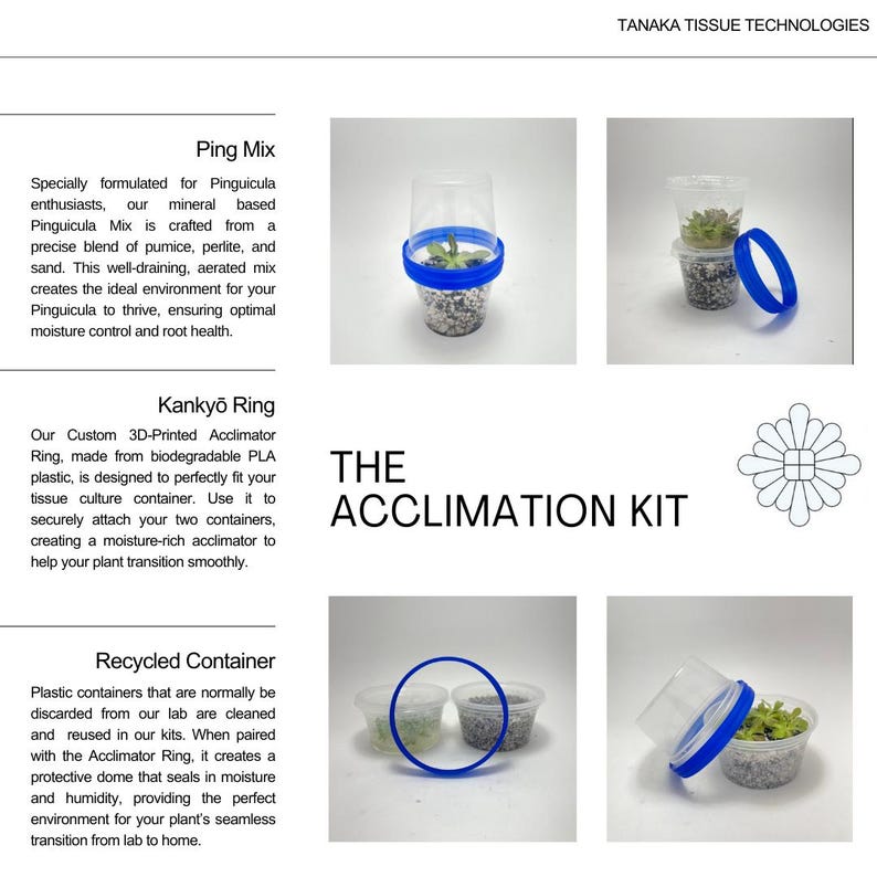 Pinguicula Marciano- Plant Tissue Culture - Etsy