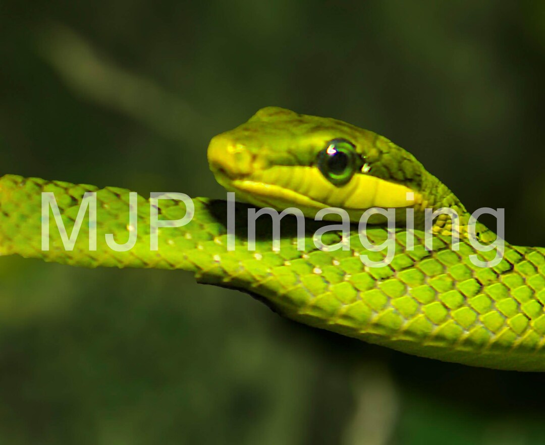 Green Snake Downloadable Image - Etsy