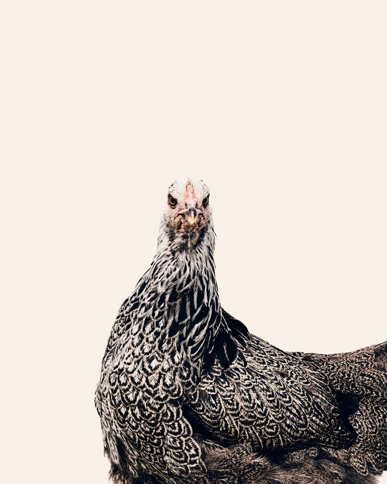 Cranky Chicken Art for Interior Design, Bars, Restaurants, Farms, Homes ...