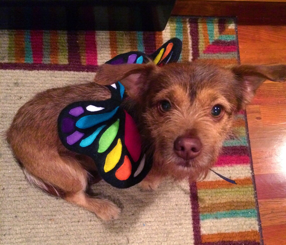 Dog Costume Wings. 3 Sizes. Rainbow Butterfly. Black Base. Photo Prop ...