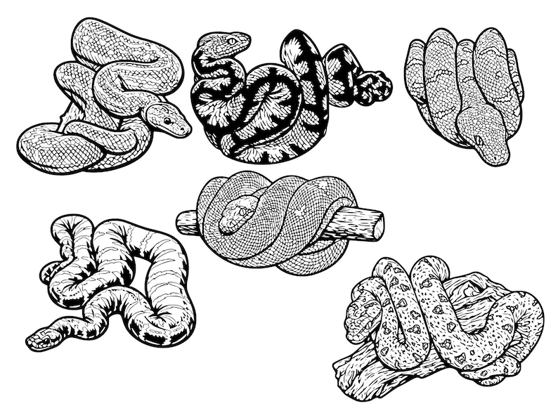 Snake SVG Bundle, Reptile Cut Files, Boa Python Viper Designs (digital ...