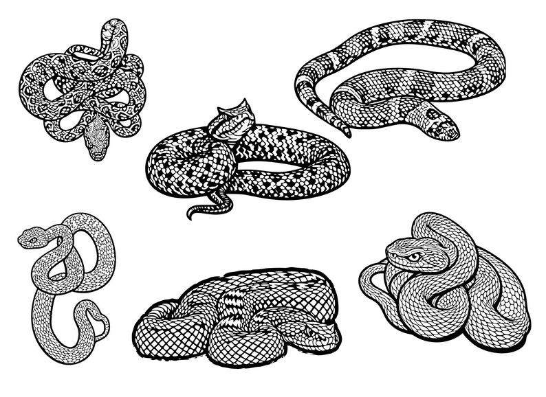Snake SVG Bundle, Reptile Cut Files, Boa Python Viper Designs (digital ...