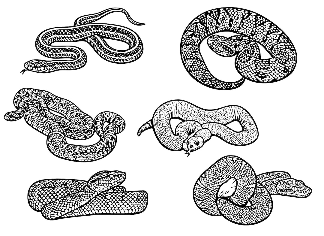 Snake SVG Bundle, Reptile Cut Files, Boa Python Viper Designs (digital ...