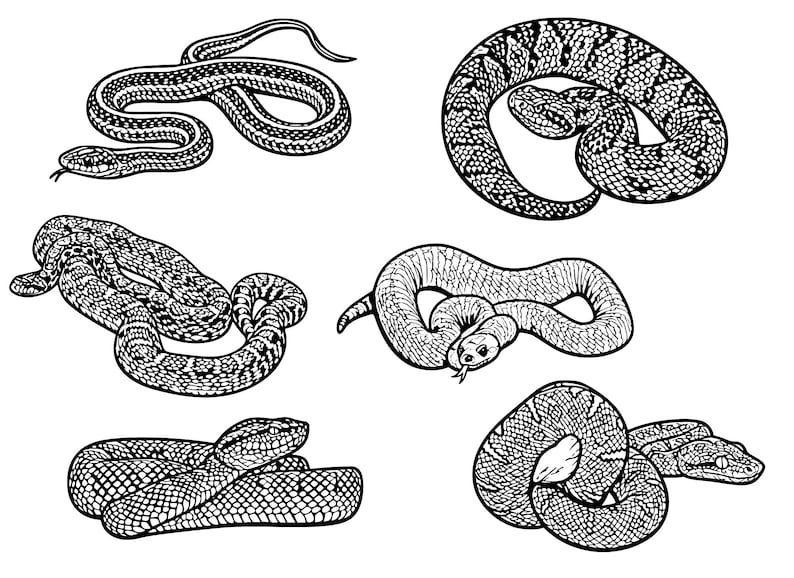 Snake SVG Bundle, Reptile Cut Files, Boa Python Viper Designs (digital ...