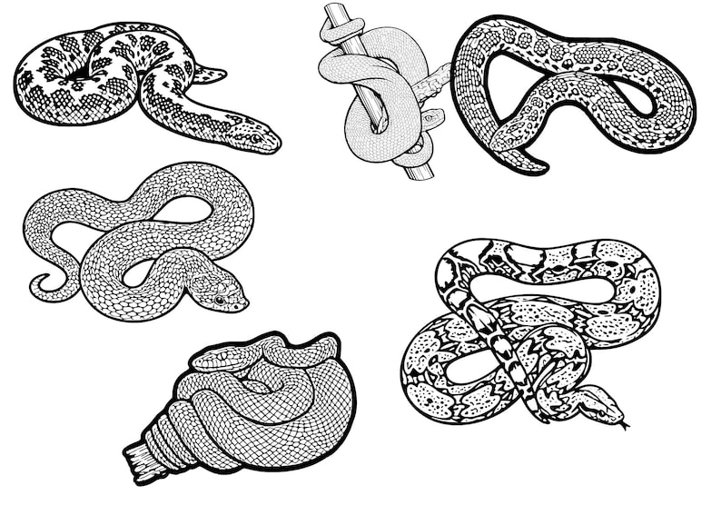 Snake SVG Bundle, Reptile Cut Files, Boa Python Viper Designs (digital ...