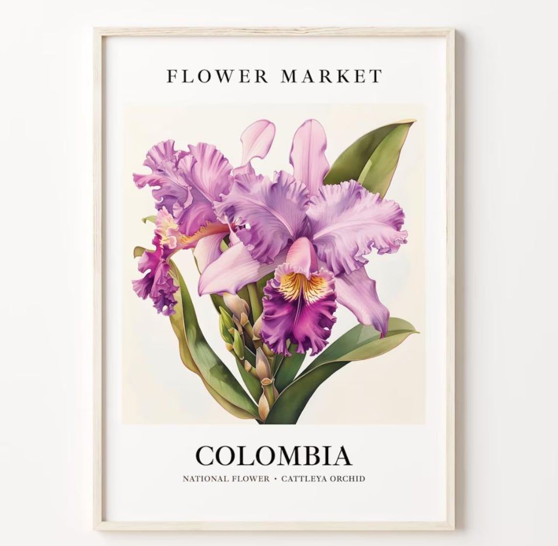 Colombia National Flower Art Print, Cattleya Orchid 1960s Wall Art ...