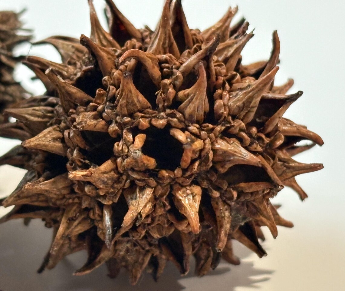 Sweetgum Pods (10 Pack) - Etsy