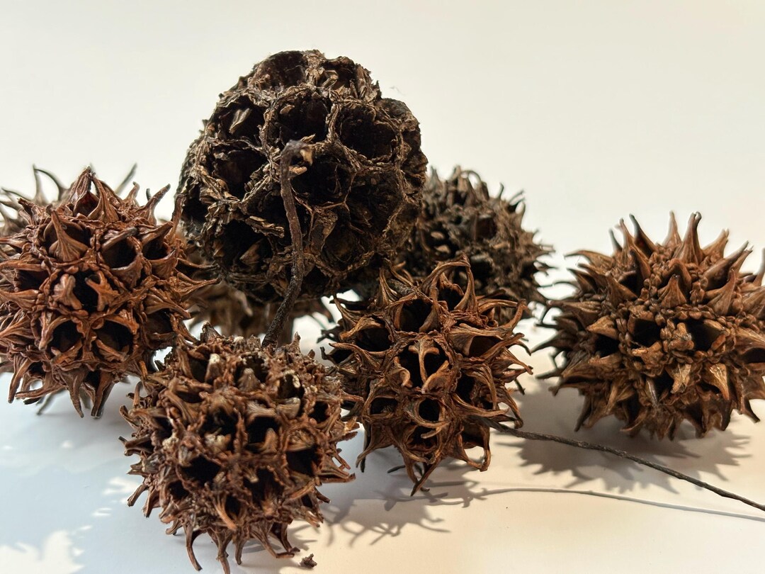 Sweetgum Pods (10 Pack) - Etsy