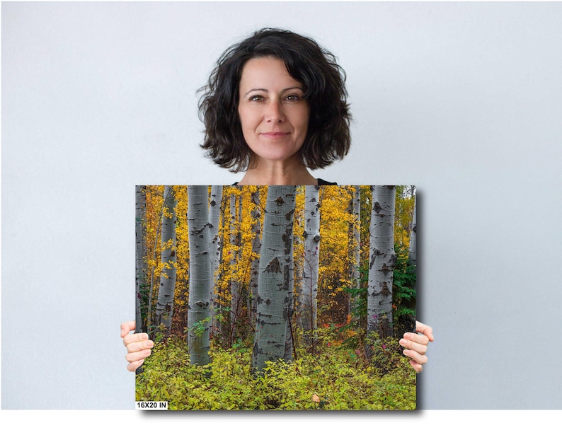 Embraced by Aspens - Golden Aspen Print/canvas/acrylic/metal | Autumn ...