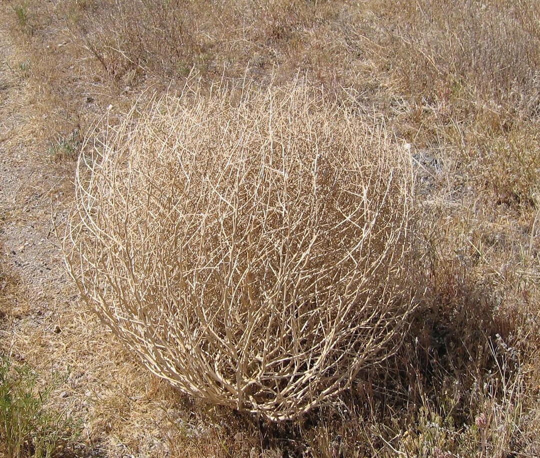 Organic Tumble Weed - Etsy