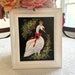 Christmas Swan Art Print by Susan Rios, Christmas Swan and Holly ...