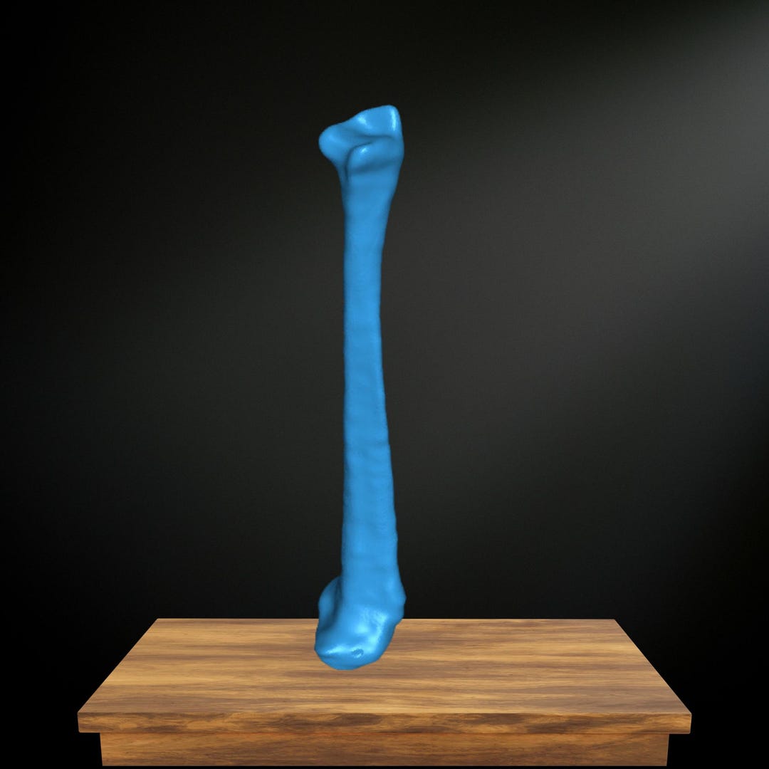 Highly Detailed Realistic Tibia Bone STL File Perfect for 3D Printing ...