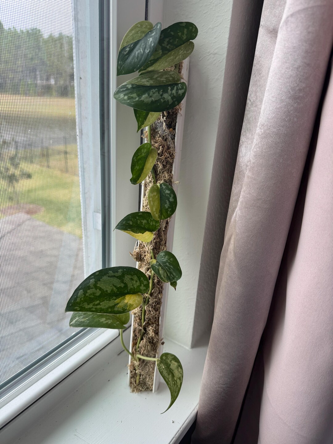 Scindapsus Matcha - Etsy