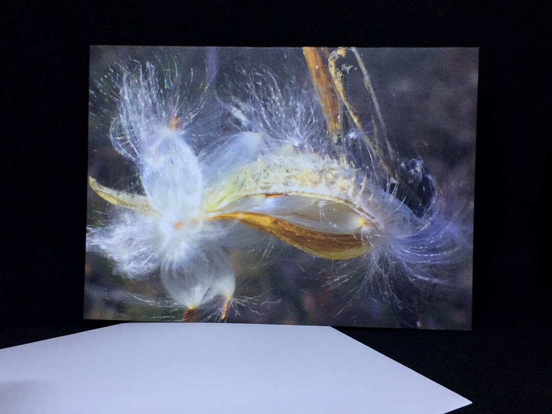 Birthday: Uniquely Presented Photograph of a Milkweed Plant Pod ...