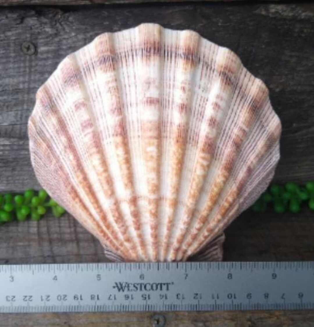 Extra Large Lions Paw Sea Shell - Etsy