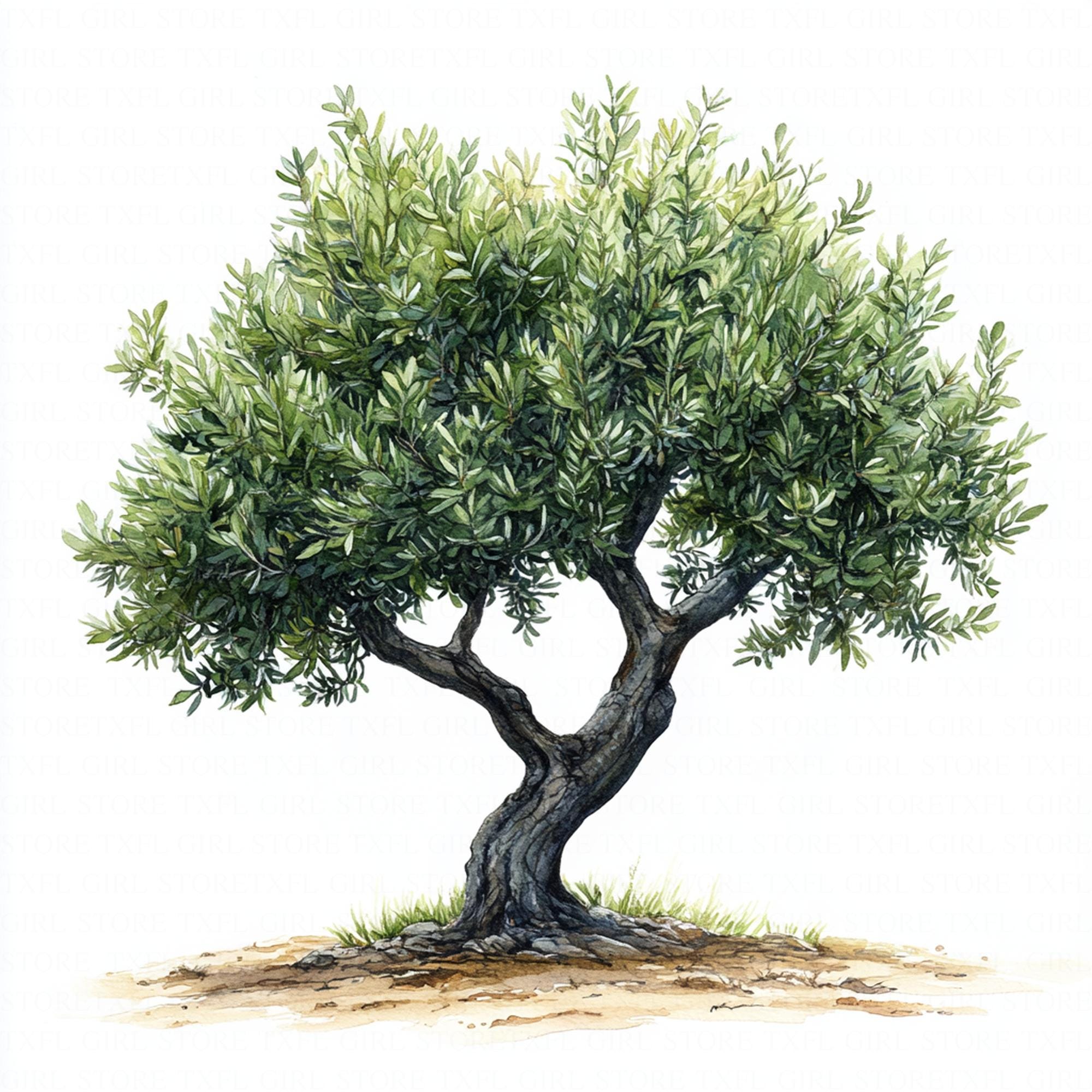 Olive Trees Clipart 10 High Quality Jpgs Digital Download Mixed Media ...
