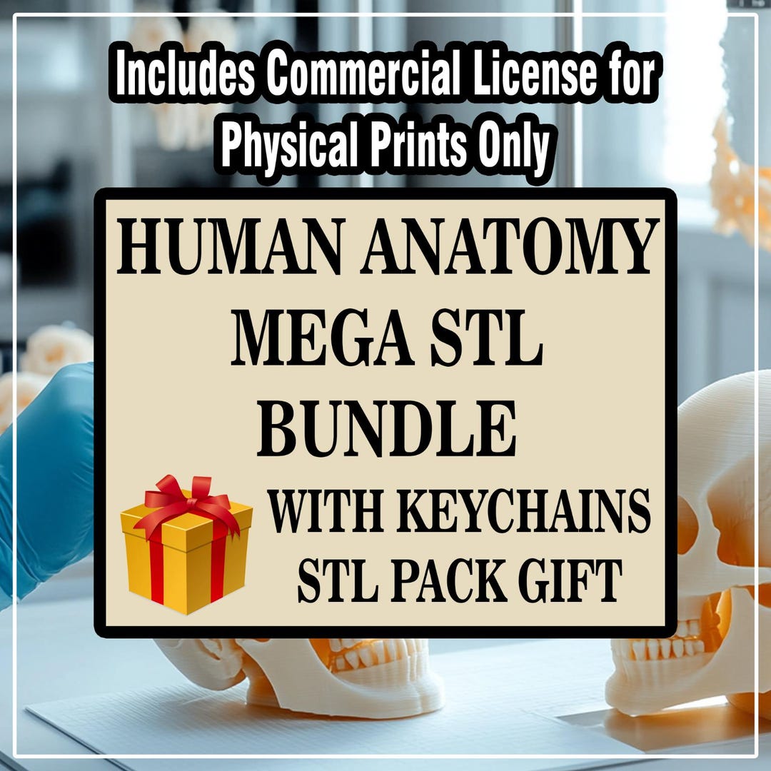 Human Anatomy STL Bundle, Skeleton Stl, Skull Stl, Human Body Stl, 3d ...