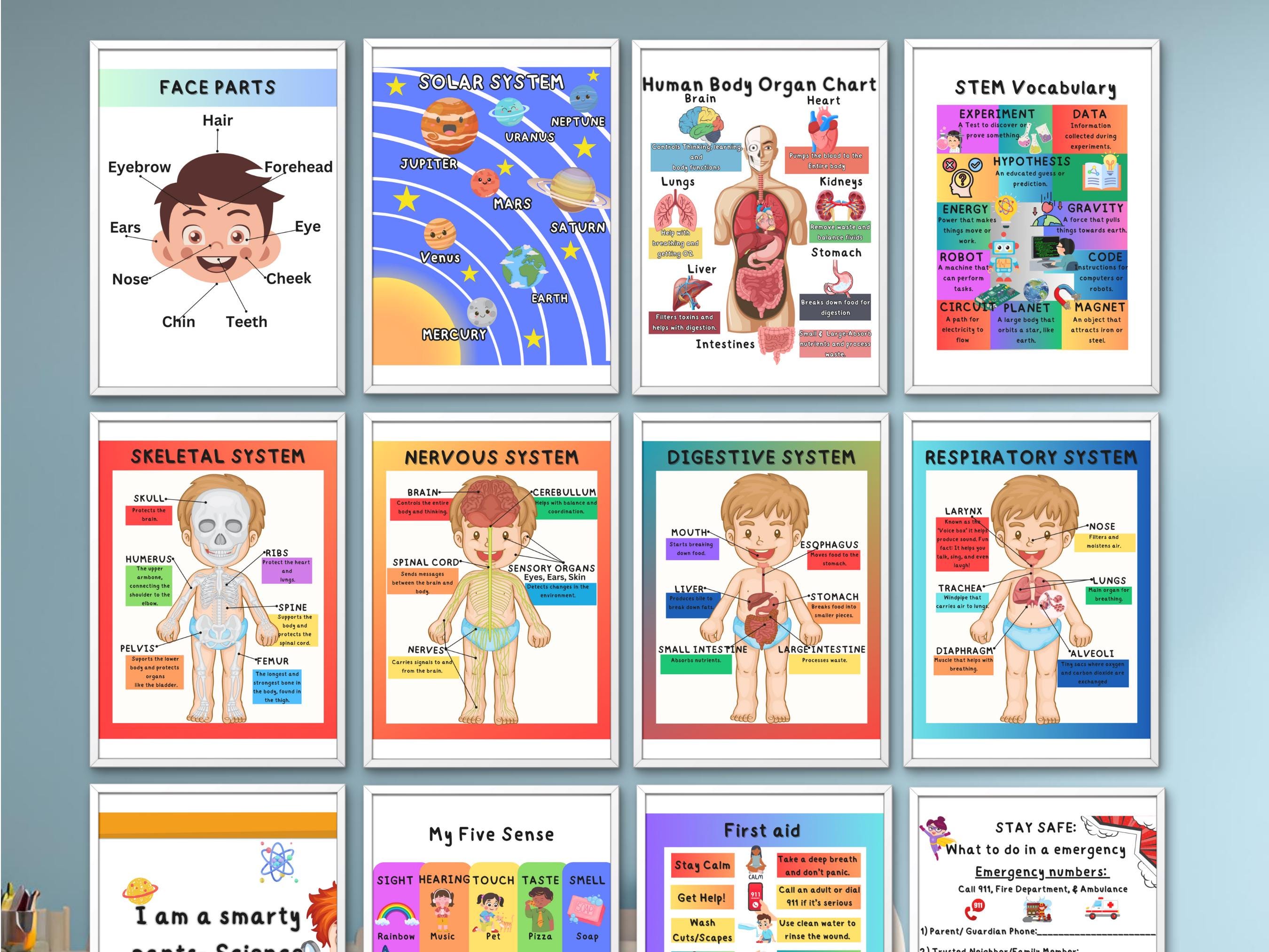 Science Posters for Kids: STEM Learning, Human Anatomy (PDF Set) - Etsy