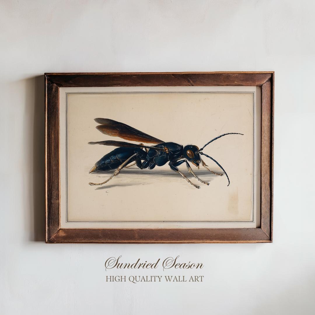 Tarantula Hawk Wasp Art Print, Vintage Entomology Illustration for Dark ...