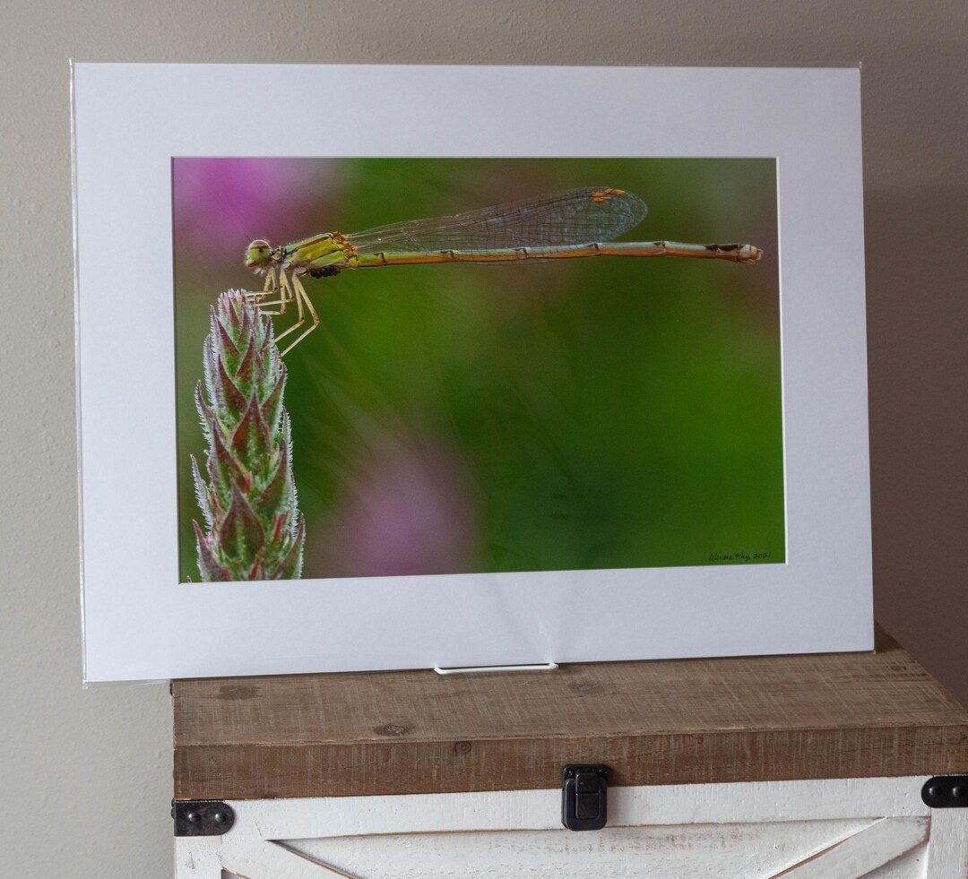 Color Print of a Damselfly Close Up, Matted - Etsy