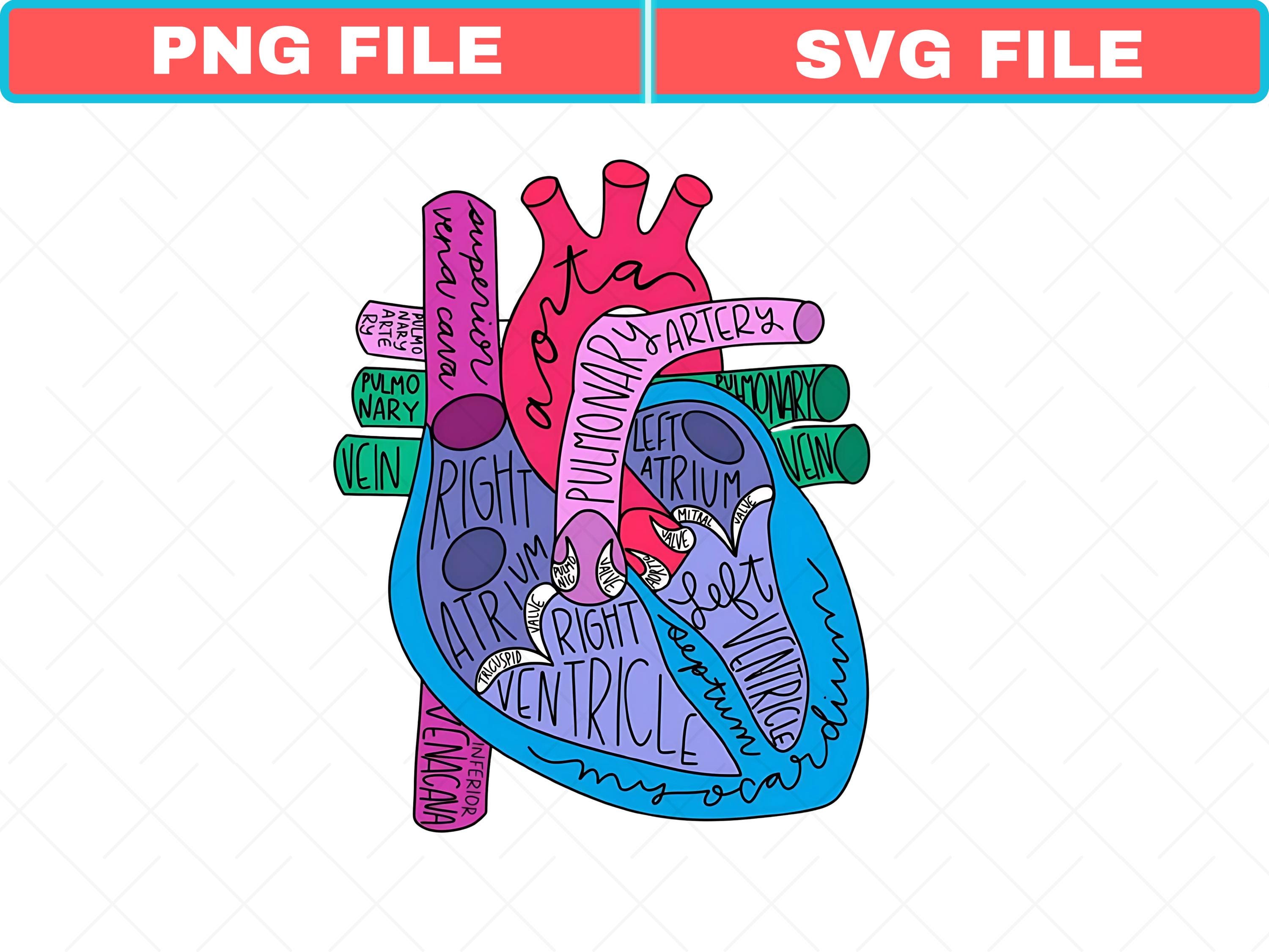 Heart Anatomy Svg, Nurse Png, Anatomy Png, Cardiac Nurse Svg ...