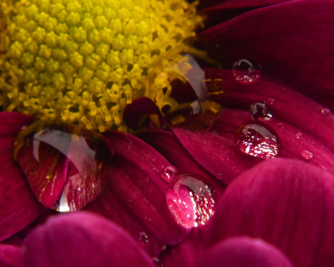 Water Drops on a Purple Mum Photo Digital Download - Etsy