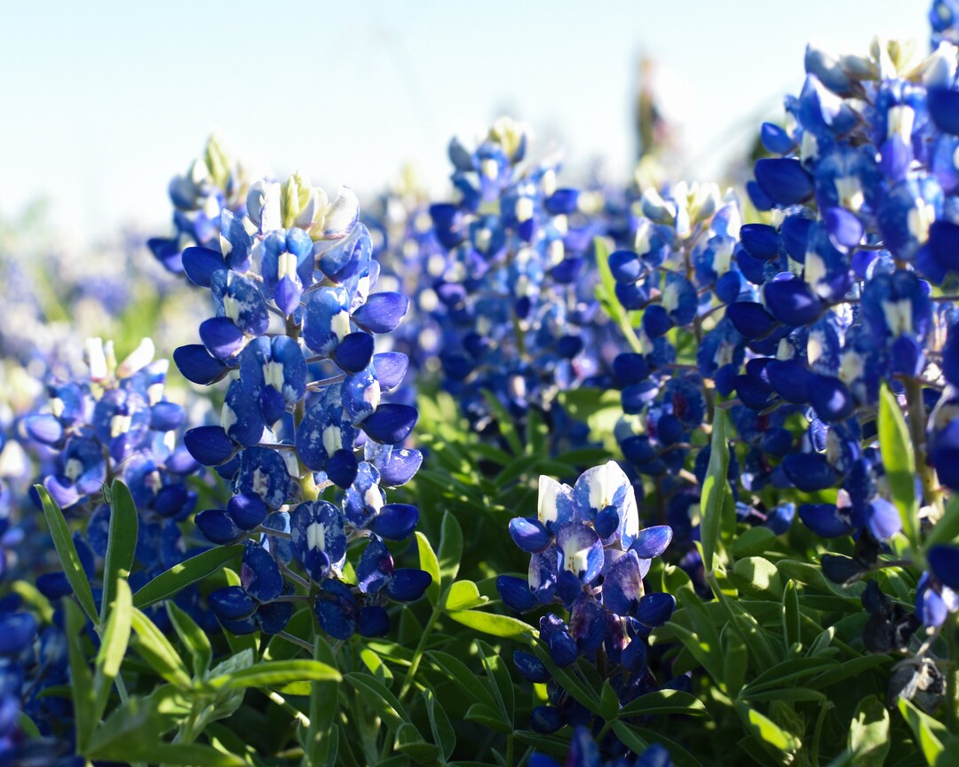 Texas Bluebonnet Flowers Photo Digital Download - Etsy
