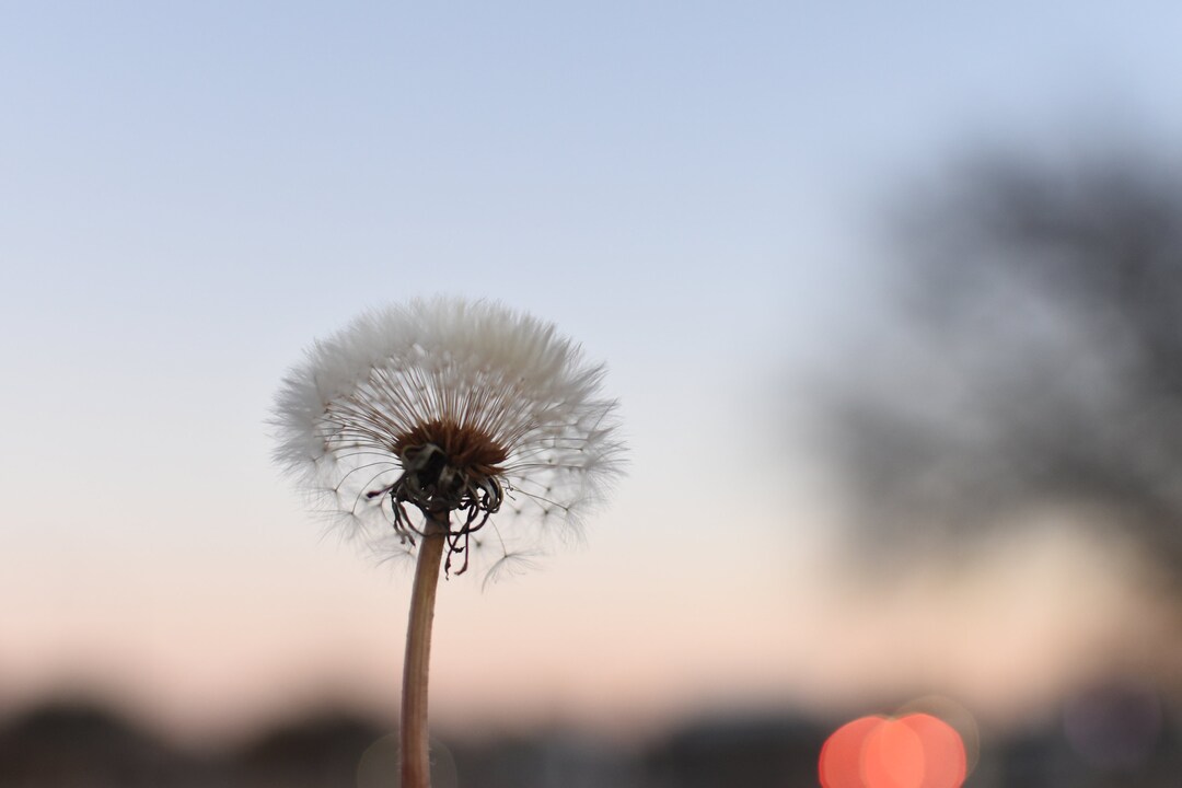 Dandelion at Sunset Photo Digital Download - Etsy
