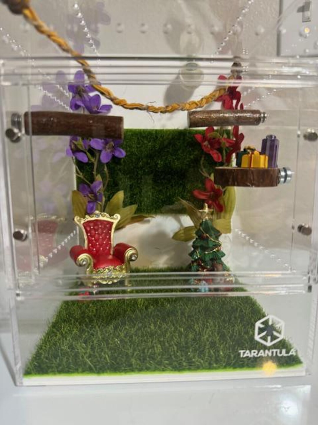 Decorated Jumping Spider Enclosure - Etsy