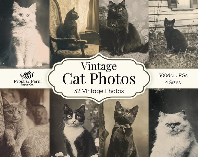 1953 Heliogravure of a Photo by SANDFORD H. ROTH "cat, Place Du Tertre ...