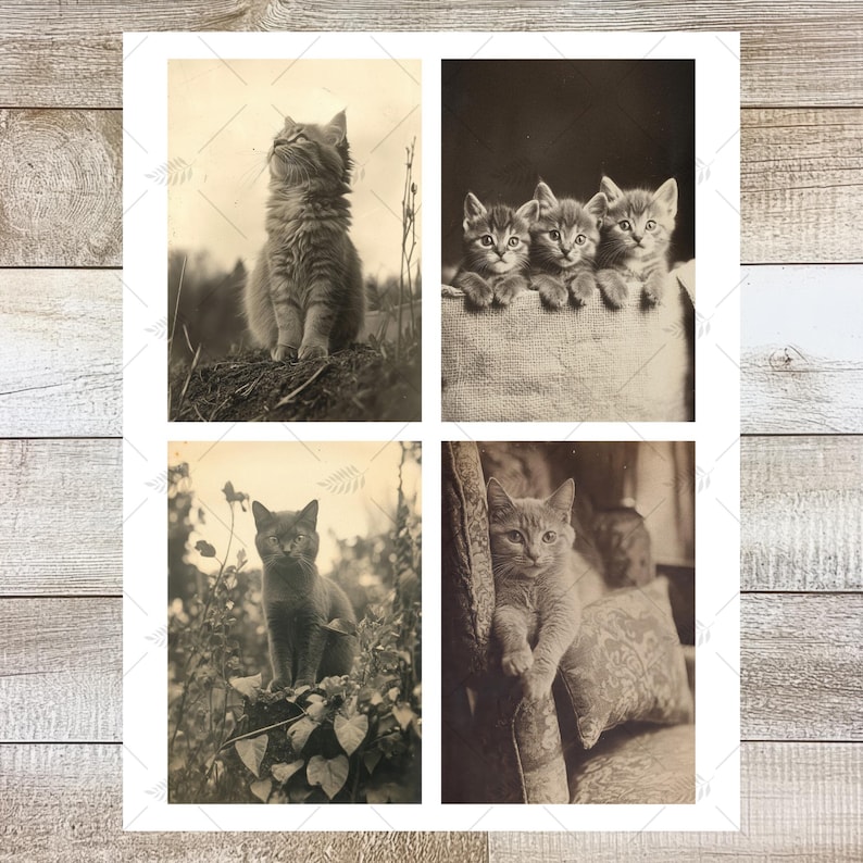 Vintage Cat Photo Ephemera | Printable Kitten Pictures (digital ...