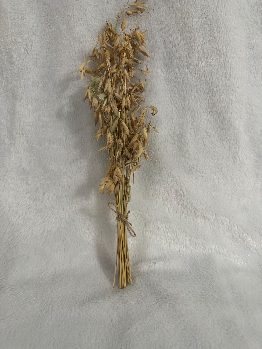 Oat Sprays - Etsy