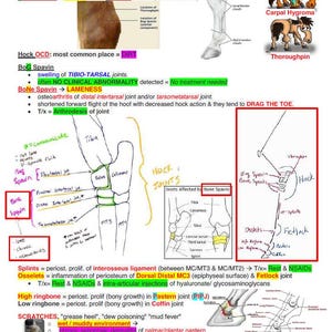 NAVLE Mastery Bundle Comprehensive Vet School Notes and NAVLE Prep ...