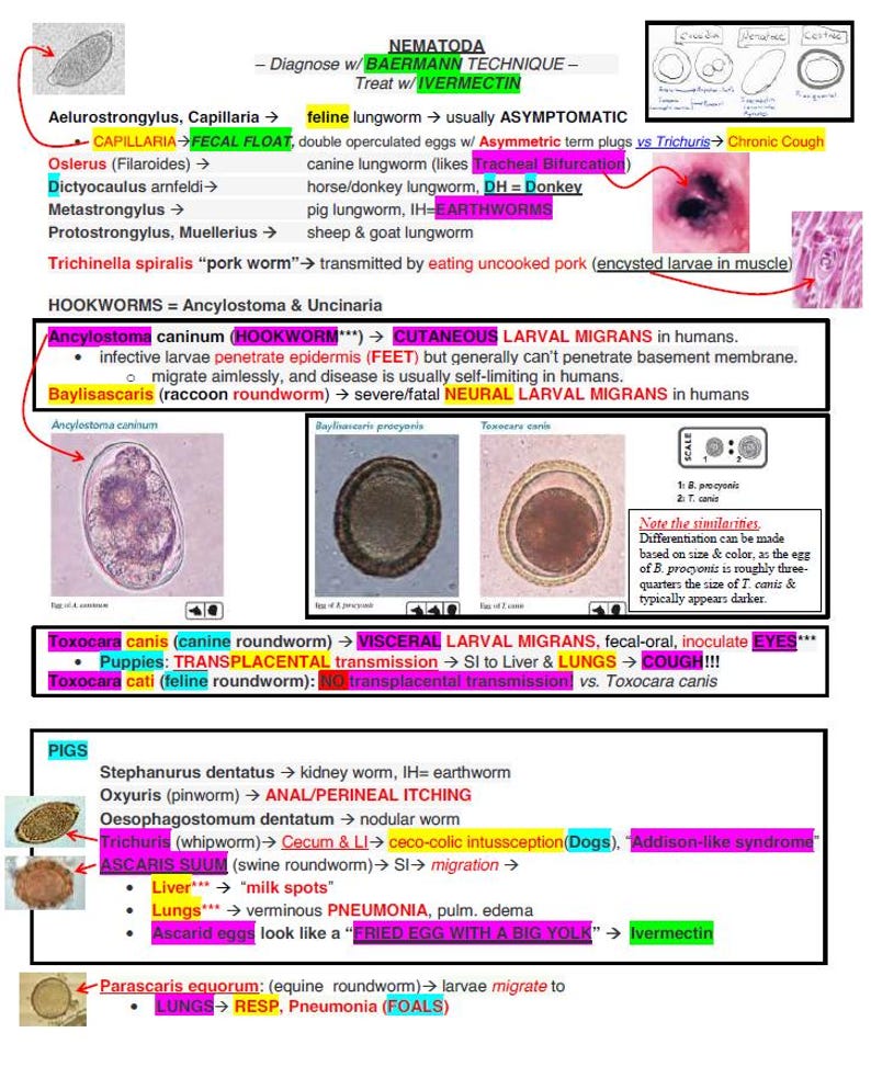 NAVLE Success Bundle NAVLE Prep Guide - Comprehensive NAVLE Study Guide ...