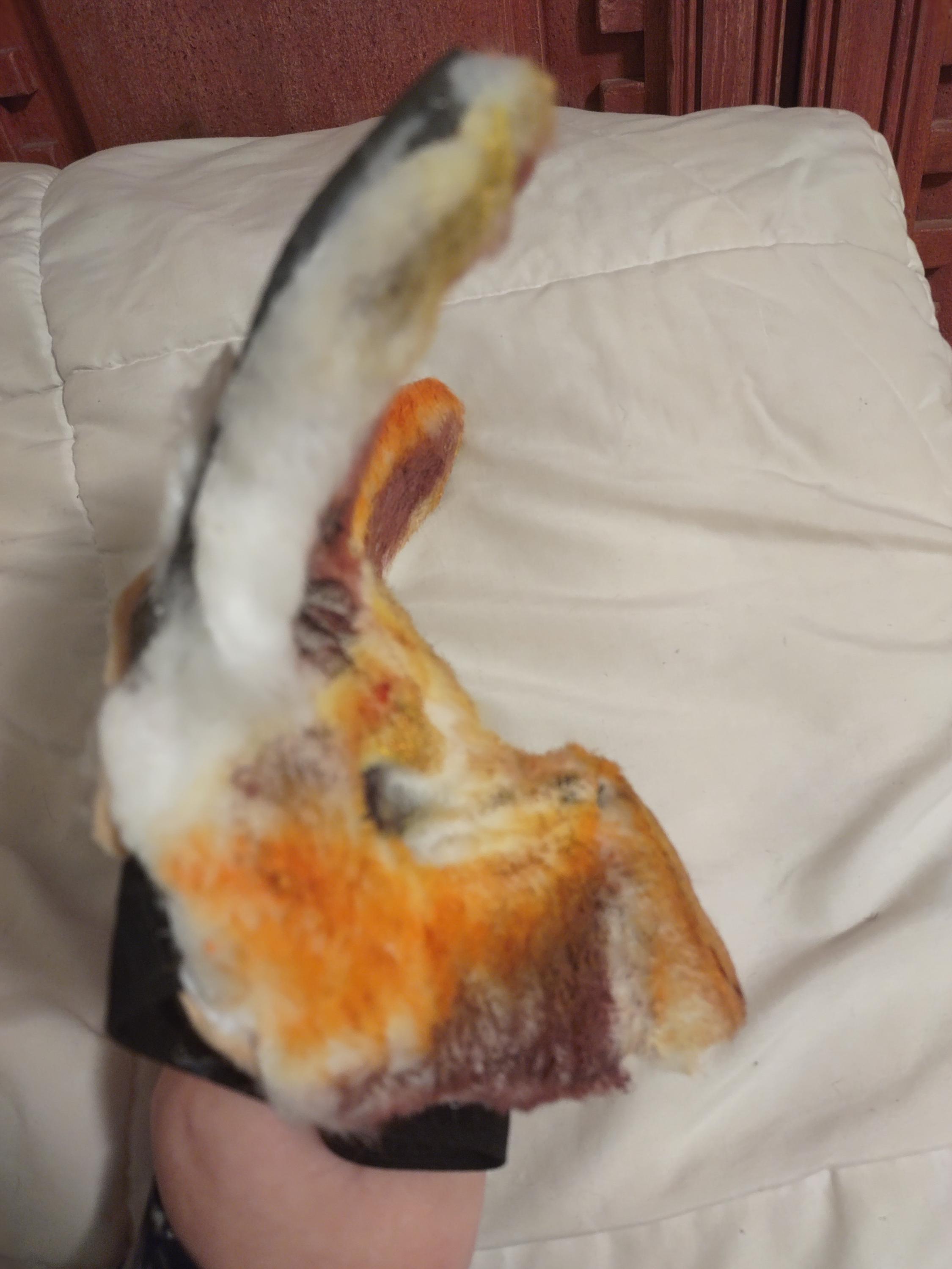 Fruit Bat Therian Mask - Etsy