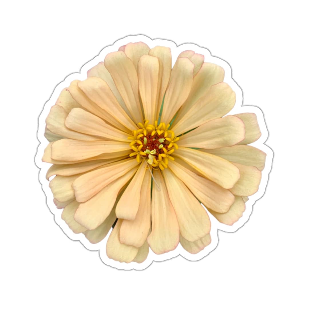 Light Zinnia Flower Sticker - A Delicate Floral Decal - Etsy