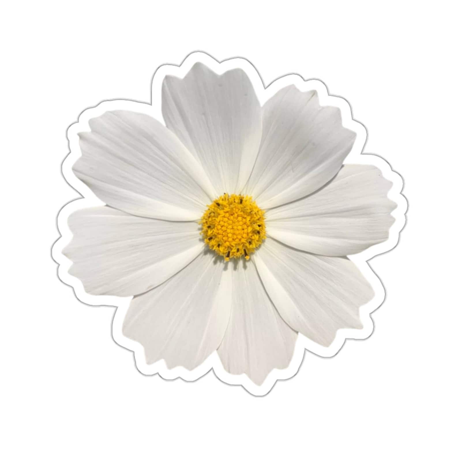 Elegant White Cosmo Flower Sticker Pretty Flower Decal - Etsy