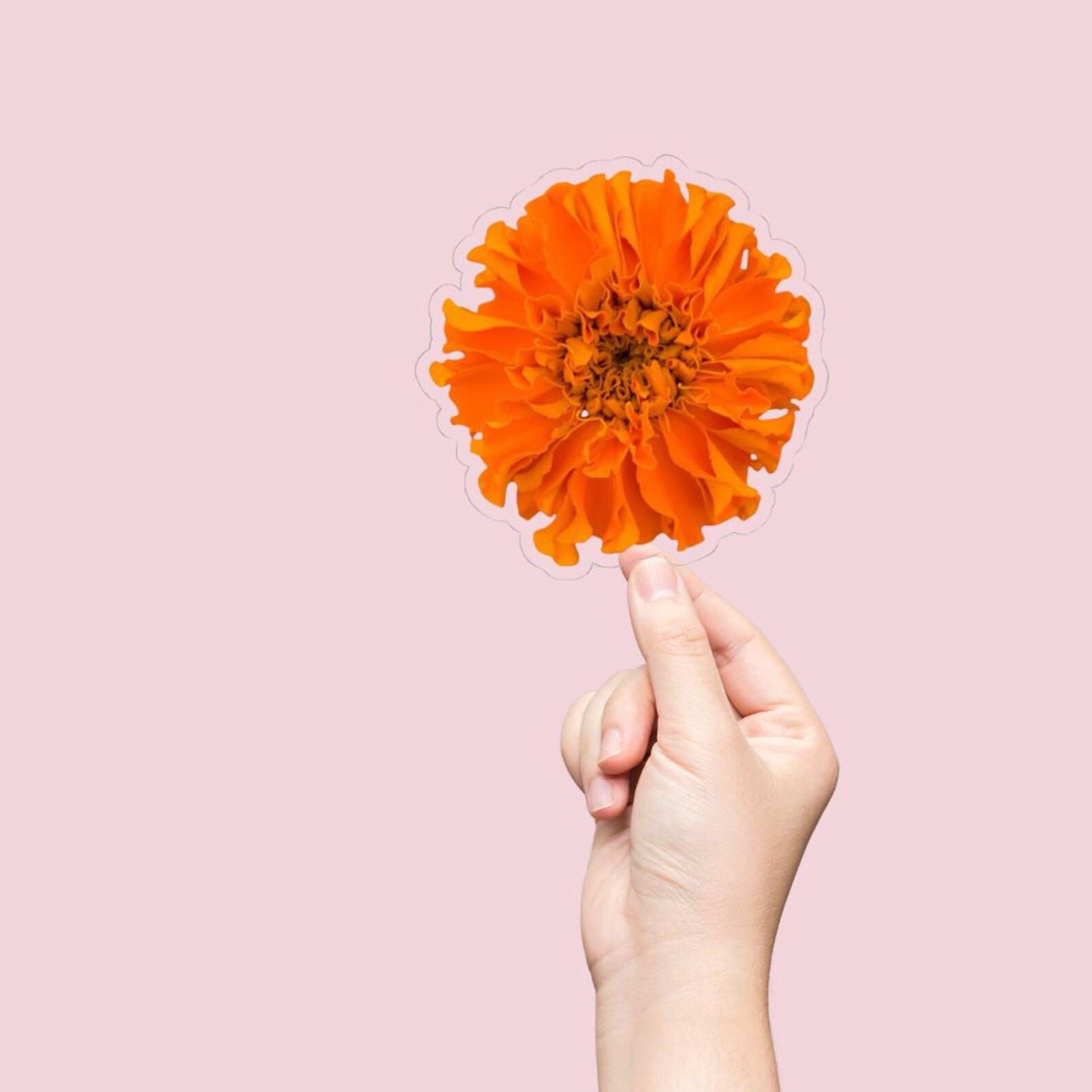 Orange Marigold Flower Sticker - Etsy