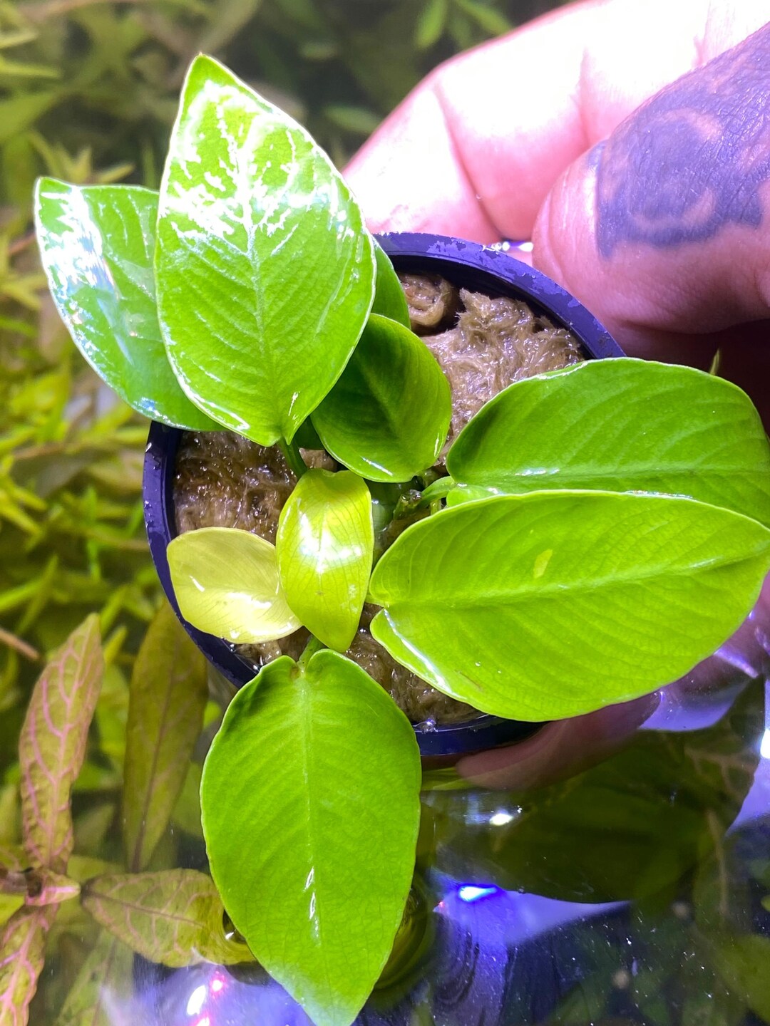 Anubias Gold Coin nana - Etsy