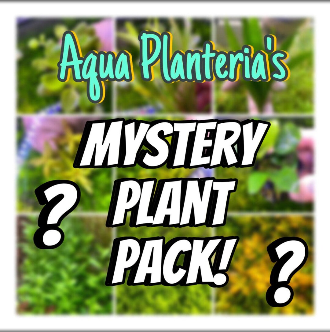 Mystery Plant Pack - Etsy