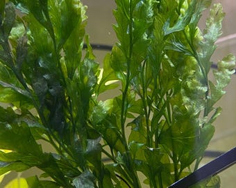Live African Water Fern / Bolbitis Heudelotii, Aquarium Plants - Etsy