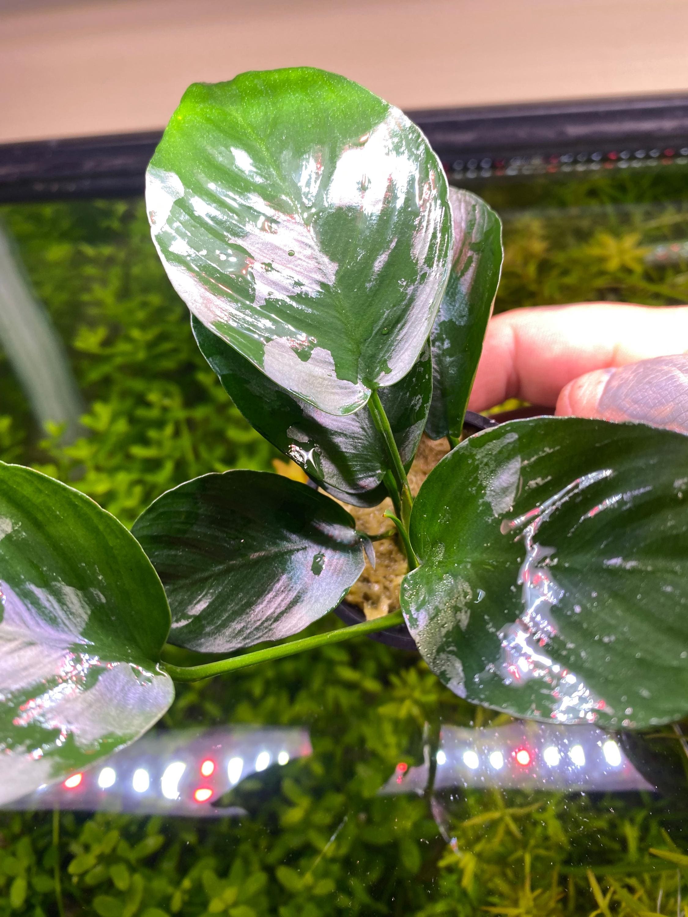 Anubias Barteri Broad Leaf - Etsy