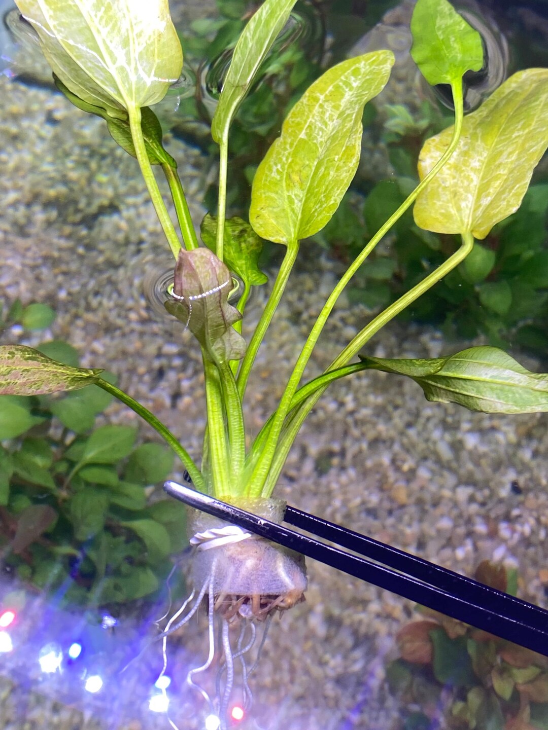 Marble Queen Sword - Etsy