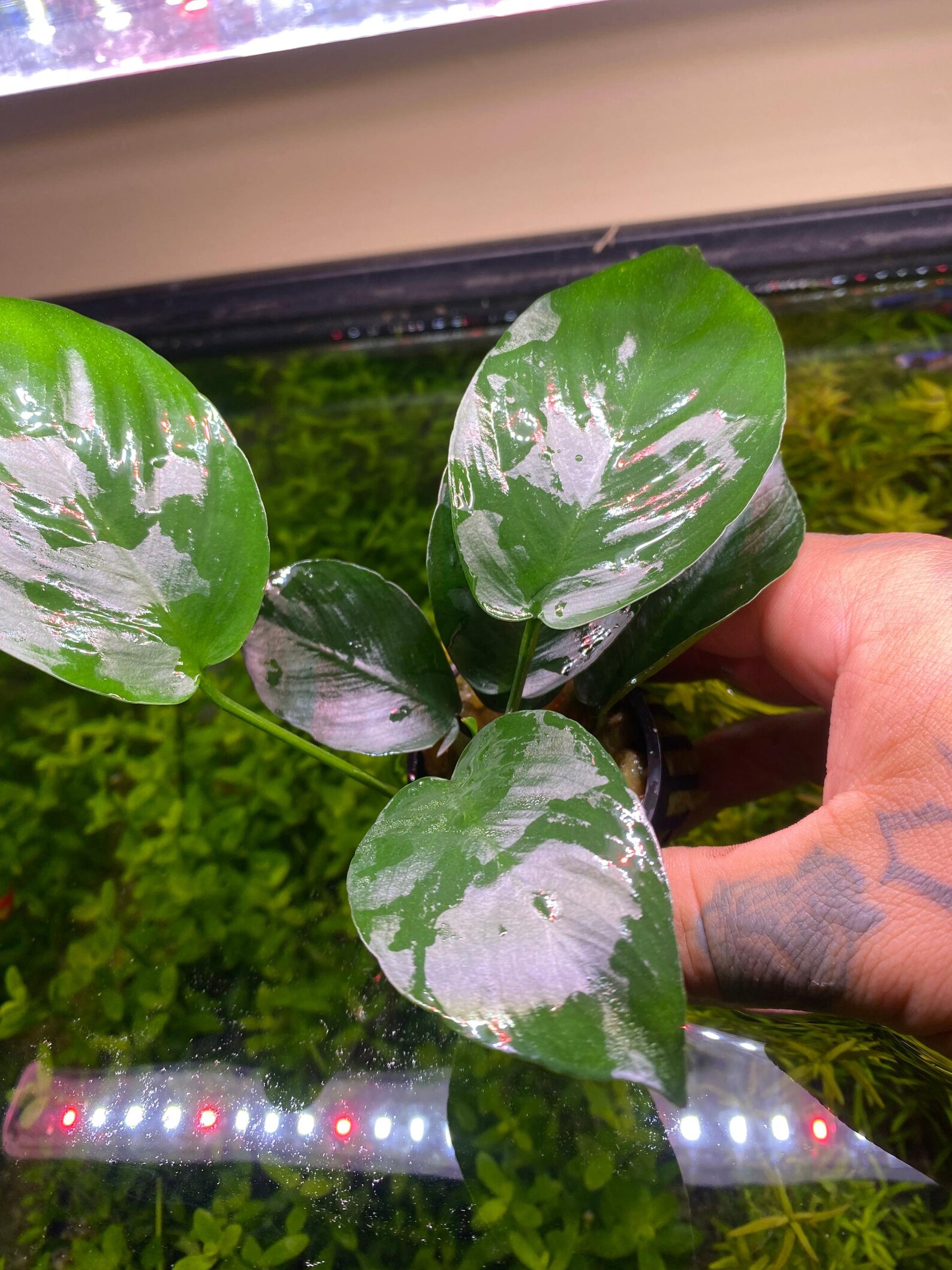 Anubias Barteri Broad Leaf - Etsy