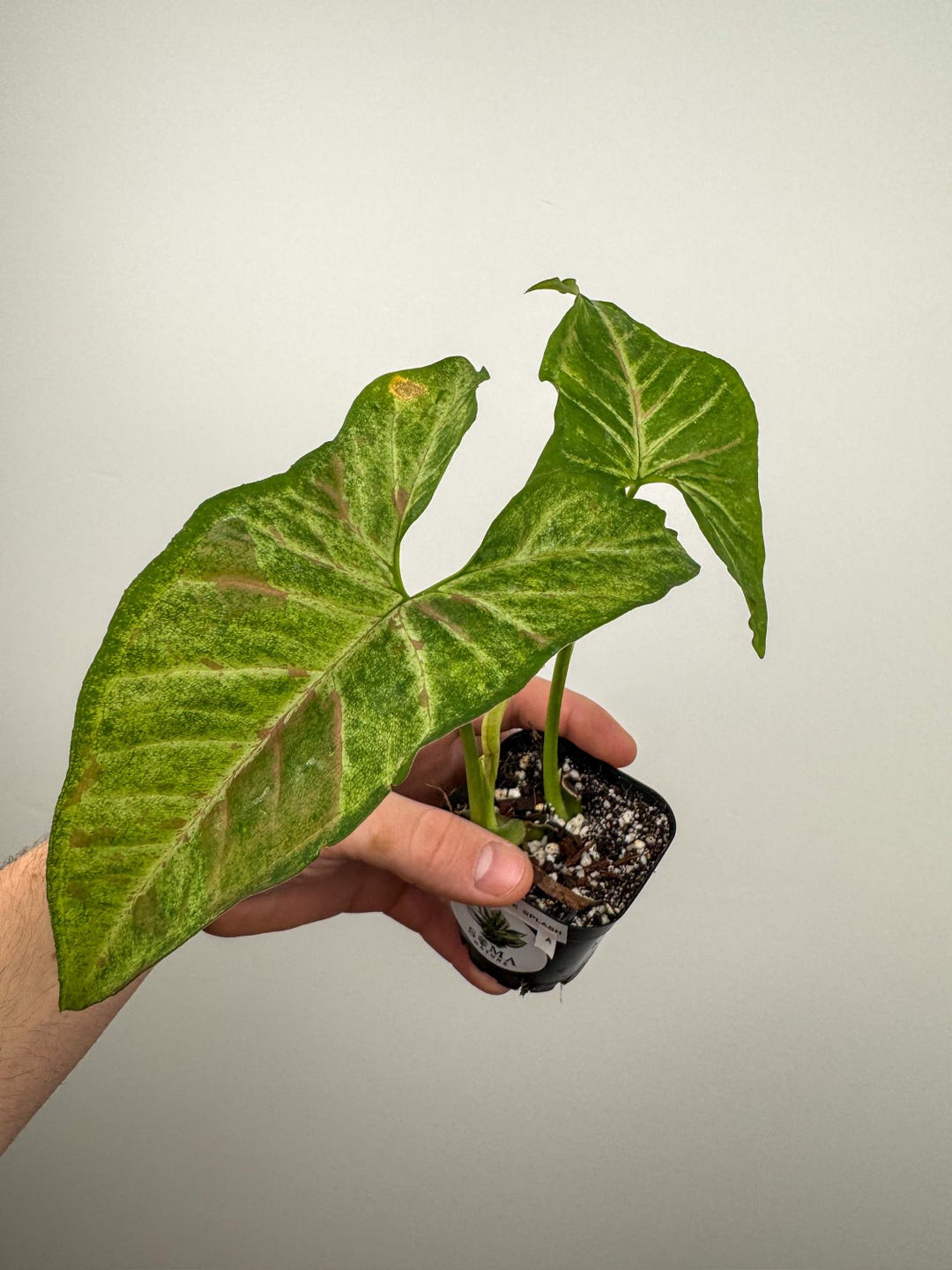 Syngonium Pink Splash Exact Plant Vase Included - Etsy