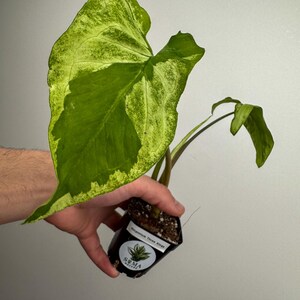 Syngonium Three Kings Exact Plant Plastic Vase Included - Etsy